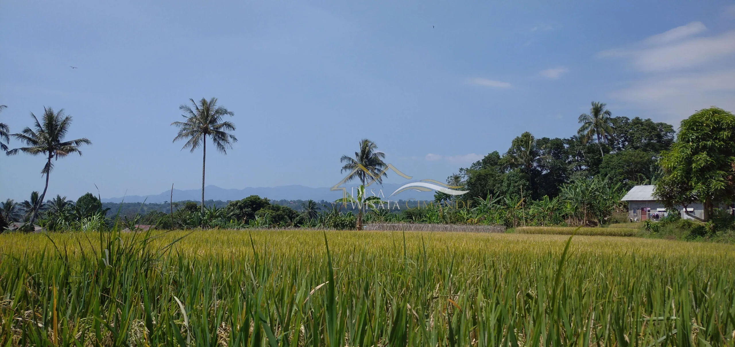 Cimande Bukan Cuma Silat dan Patah Tulang - Desa Wisata Cimandé